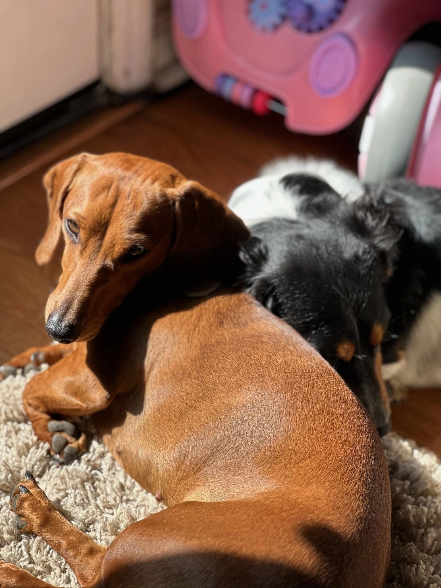 east co co dachshunds